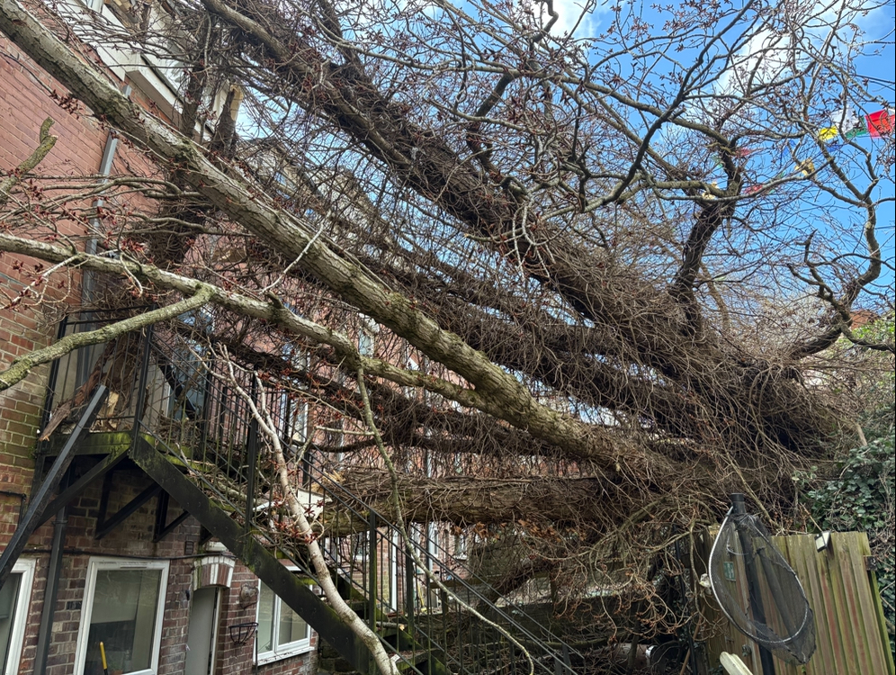 Residents evacuated after tree falls on houses in Sheffield - ShefNews