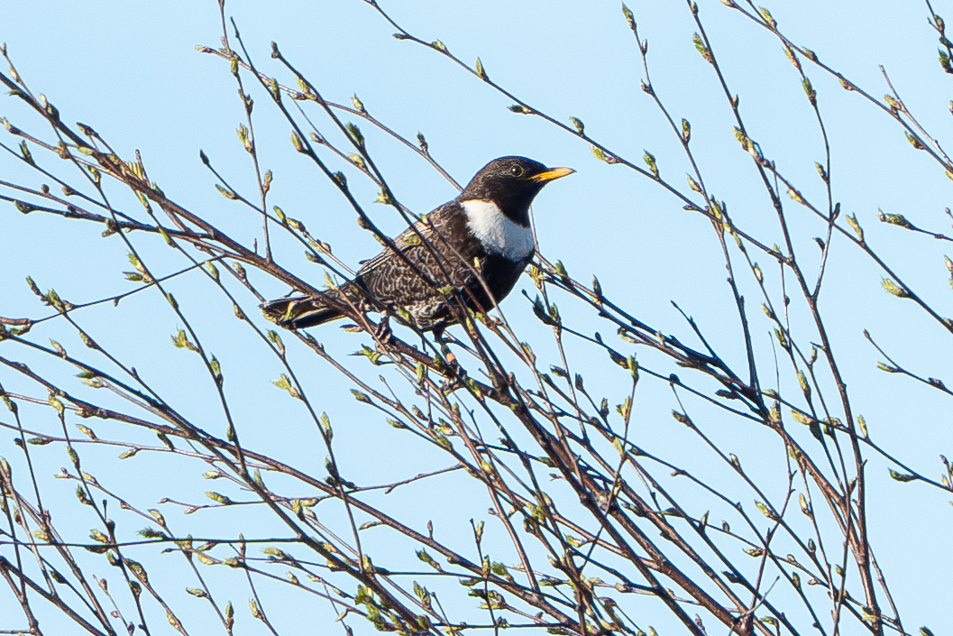 Ring ouzels return to the Peak District from Morocco - ShefNews